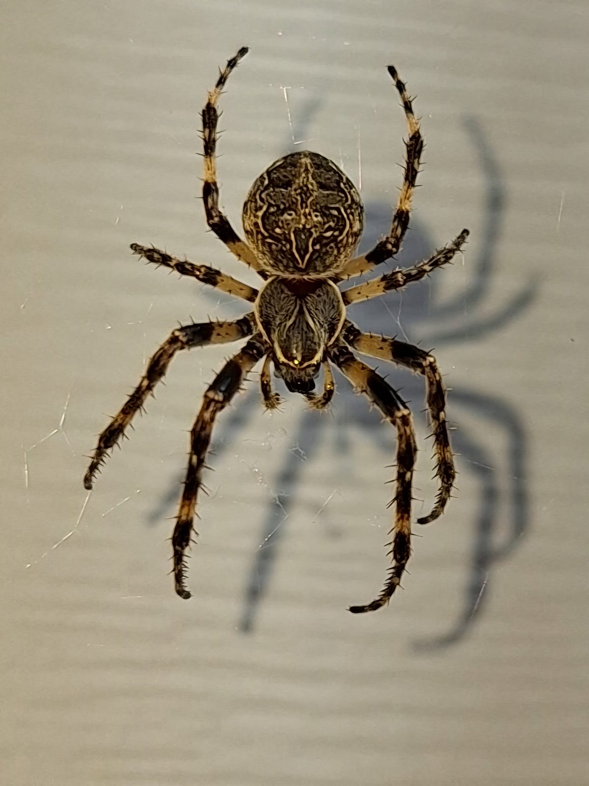 Furrow Orb Weaver in Biddeford, Maine. - GYPSY CULTURE | A GYPSY’S ...