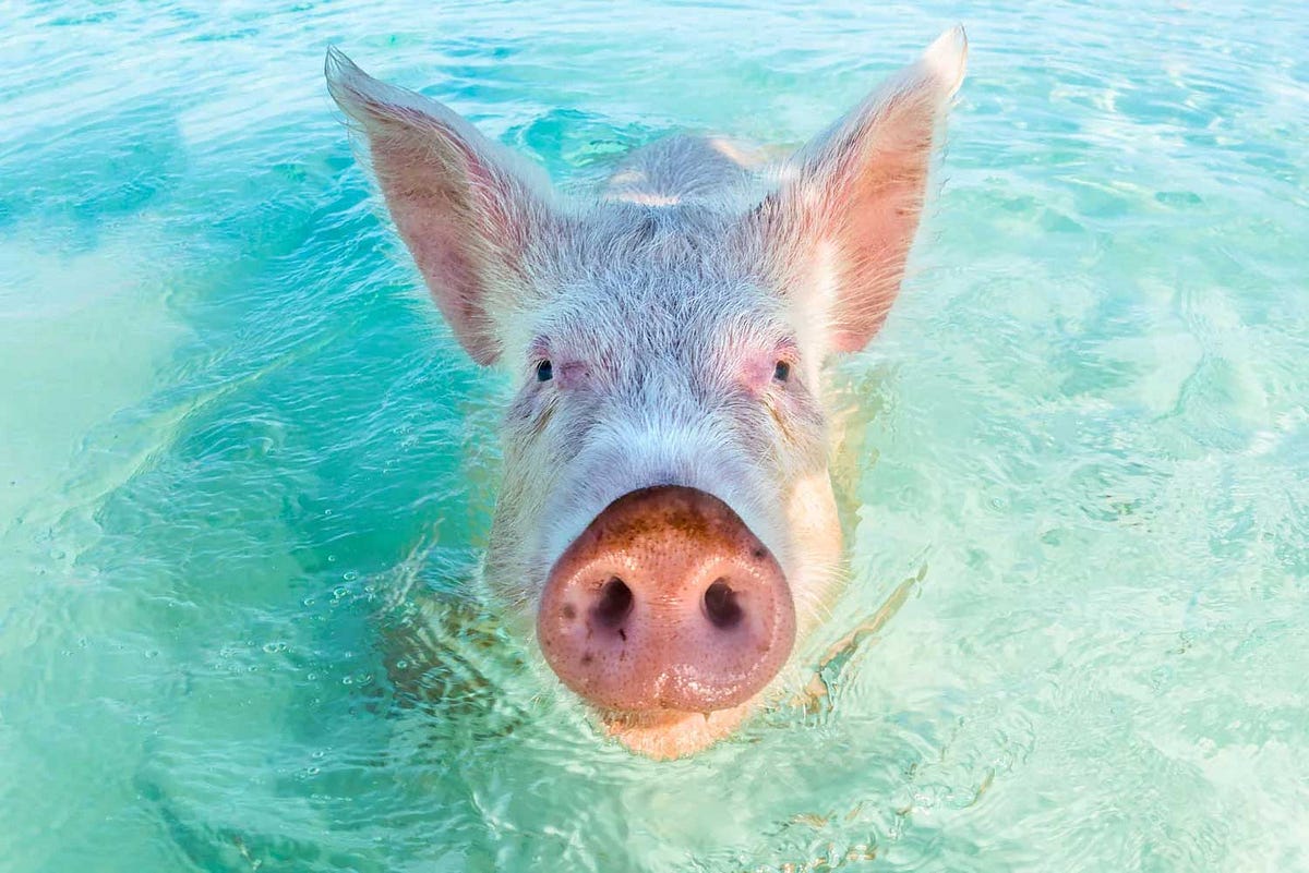 The Piggishness Disposition. Way back when COVID wasn’t yet… | by Peter ...