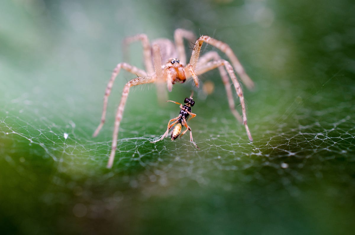 The Deadly Bugs Lurking Around You | by Synergy | Medium