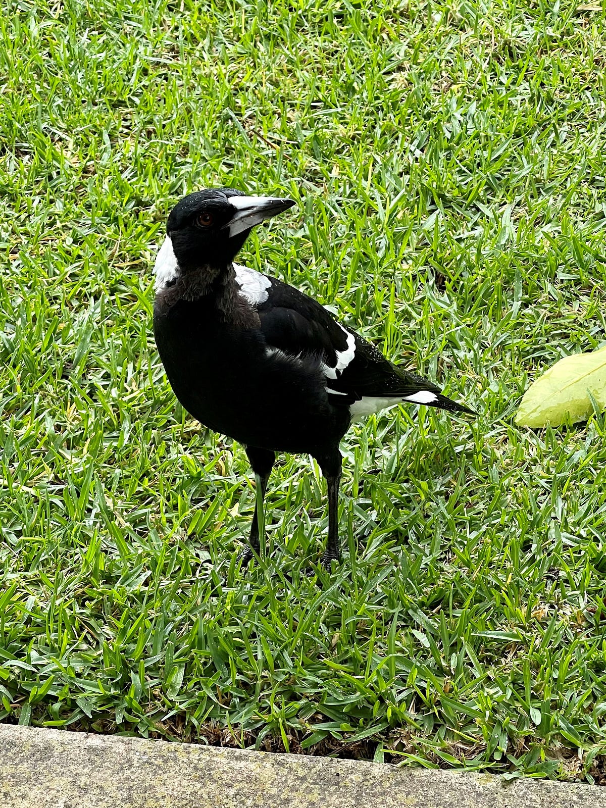 Magpies Come to Lunch.. Magpie Family Visits Us for Proper… | by Dr ...