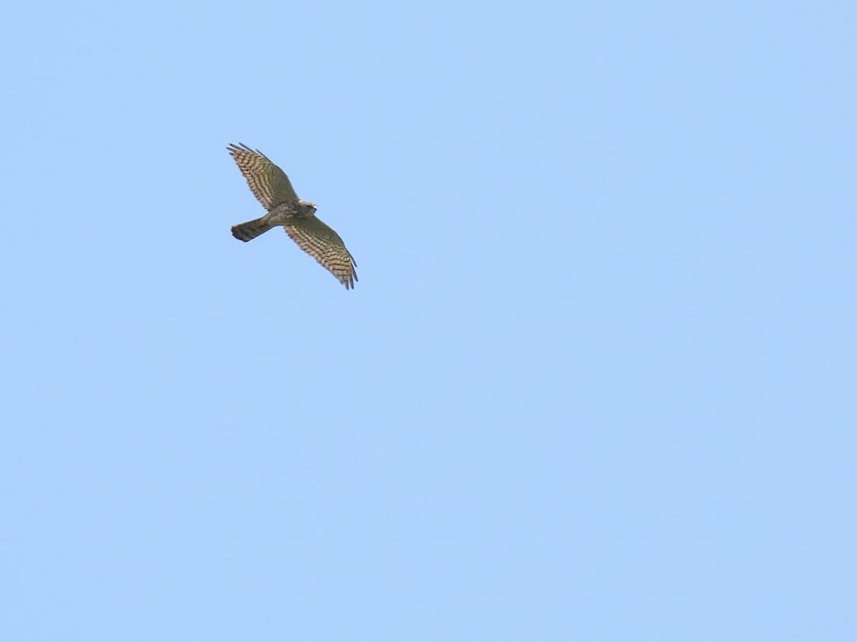 Watching a sparrowhawk in flight. I haven’t seen their nest | by Kay ...