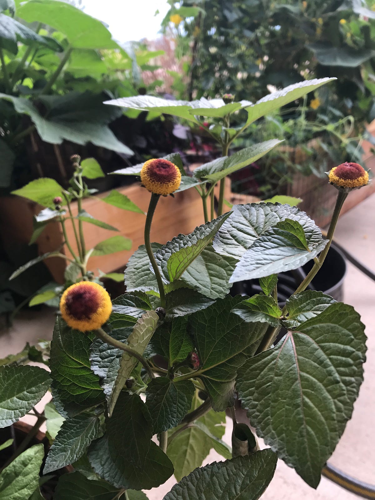 The Electric Daisy: Yes, It Makes Your Mouth Feel Like its Being ...