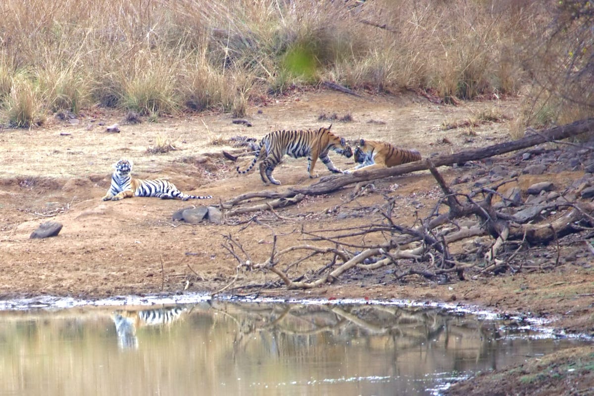 Tiger Tales from Tadoba. Tadoba in eastern Maharashtra is the… | by ...