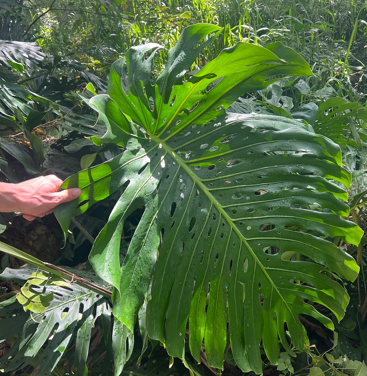 Potent Plants I Discovered On O‘ahu | by Meg | Picture This | Medium