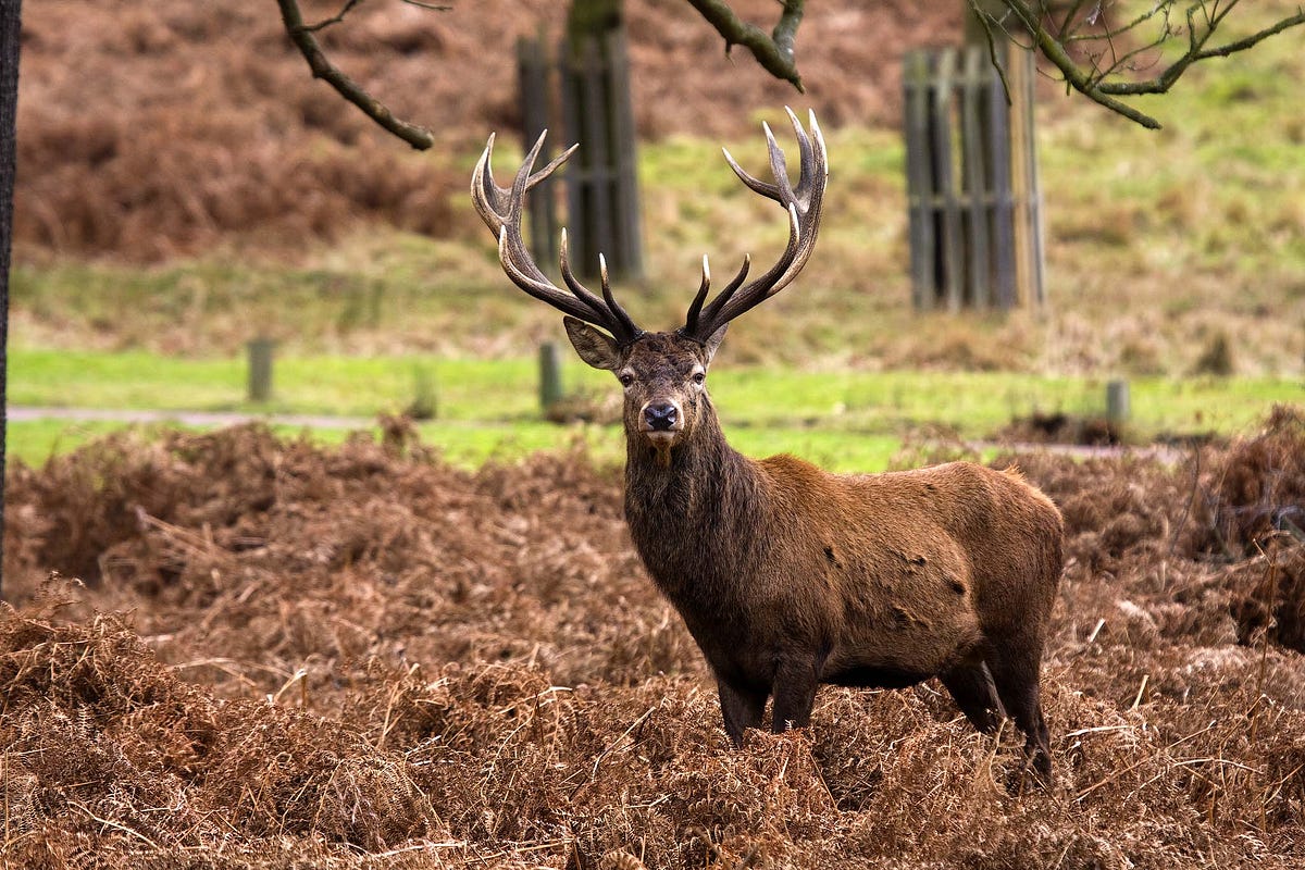 The King’s Dear Deer. Rob, in a hood. | by Mark Spencer | Medium