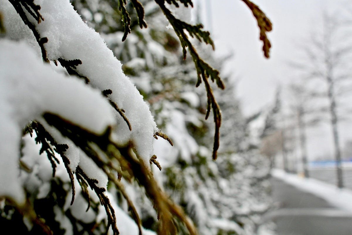 Winter Wonders: The Enduring Beauty of Thuja in the Cold | by Adam D ...