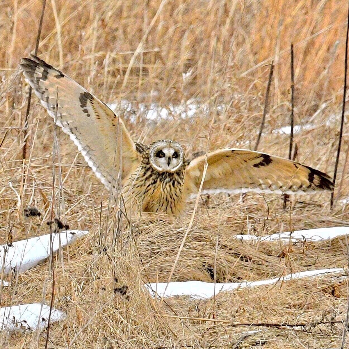 The Owl - Haiku Hub - Medium