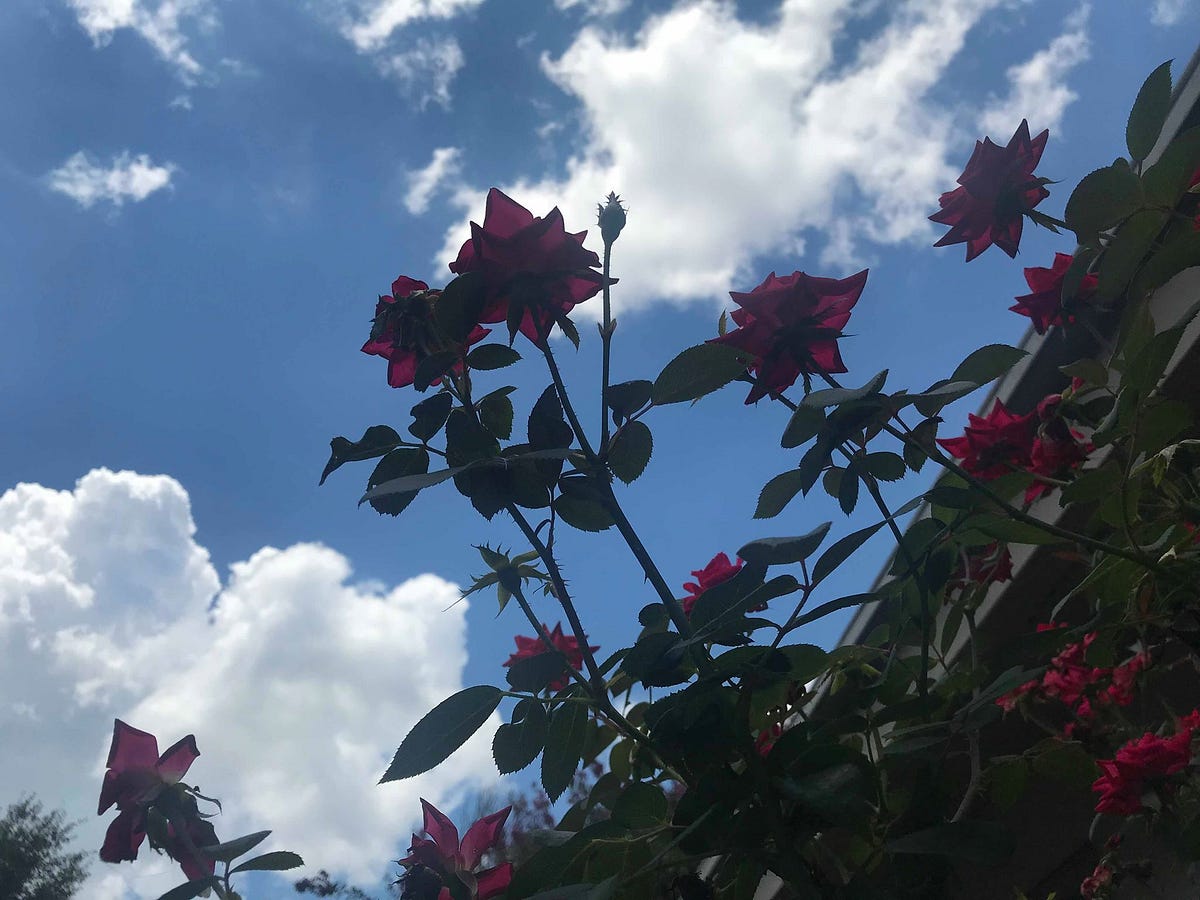 Only Creativity | by eric mccarty | Medium