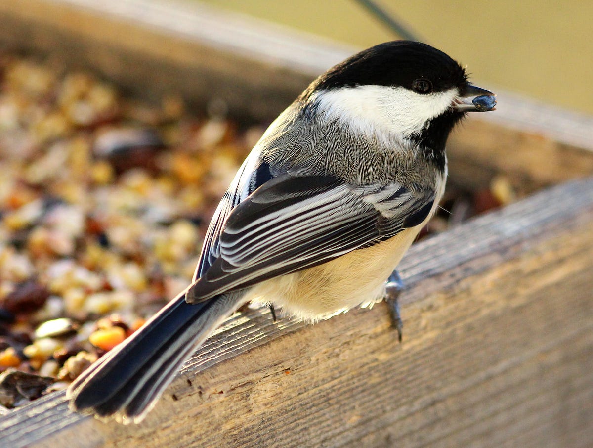 Flights of Fancy. Visitors to my porch are prone to… | by Daryl Waters ...