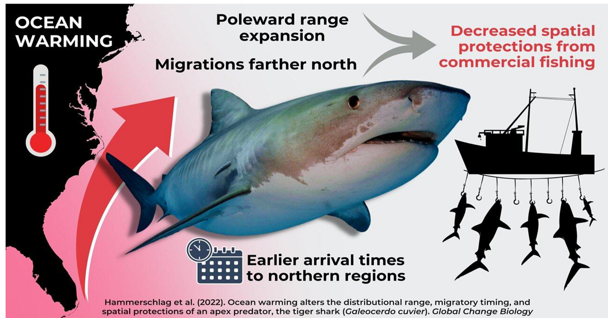 The Effects of Climate Change on Tiger Shark Migration - Kasie Kwok ...