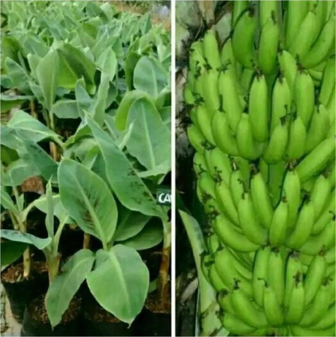 Bibit Pisang Cavendish Murah Kota Madiun Berkualitas | by Ezio Asoka | Medium