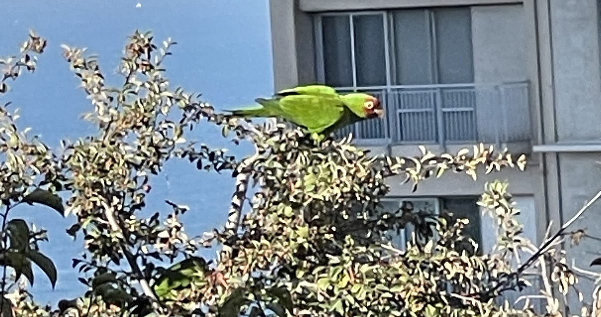 Walking San Francisco — the Parrots of Telegraph Hill | by Joe Peters ...