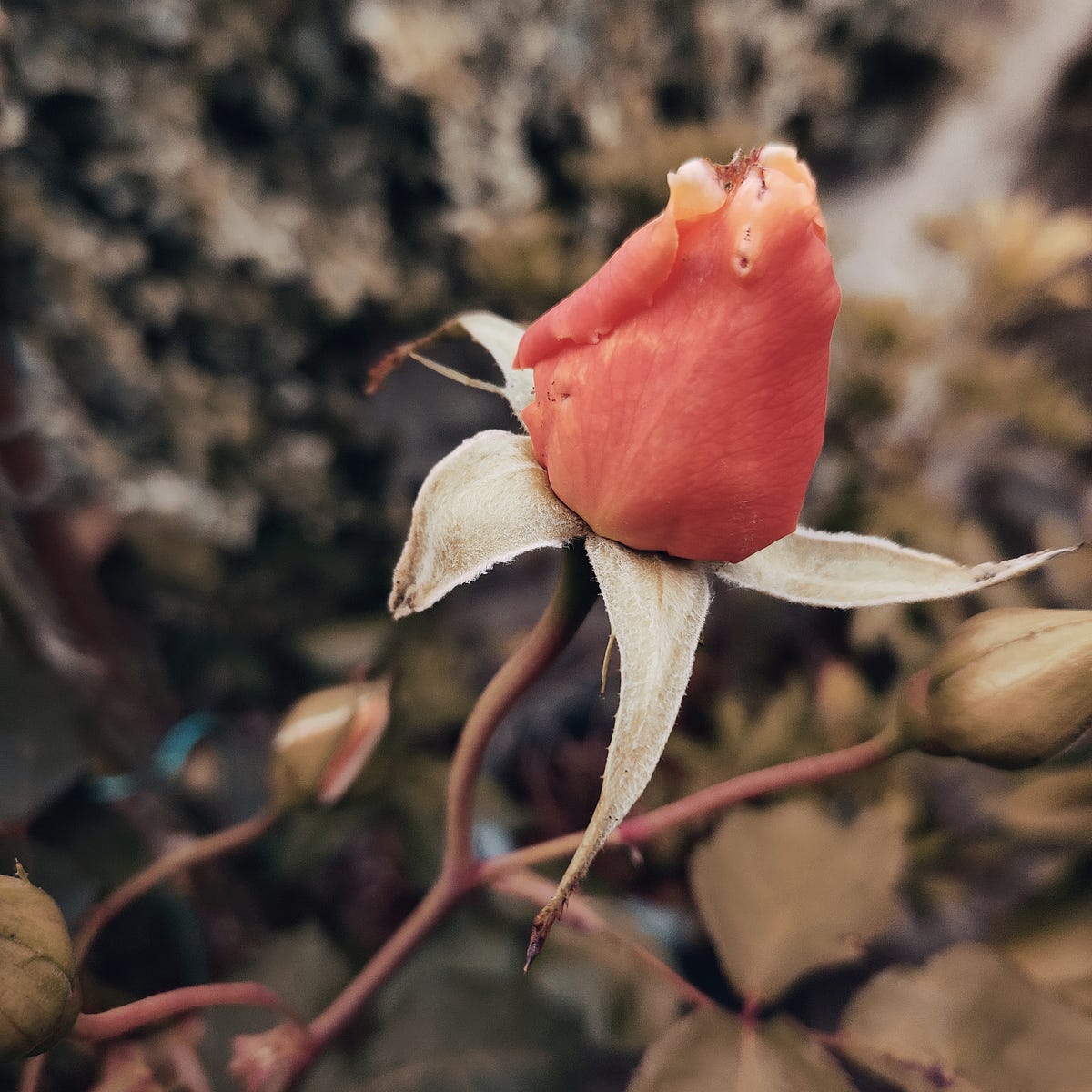Fading Life. Deep-seated rage eventually fades away… | by Calosha Gomes ...