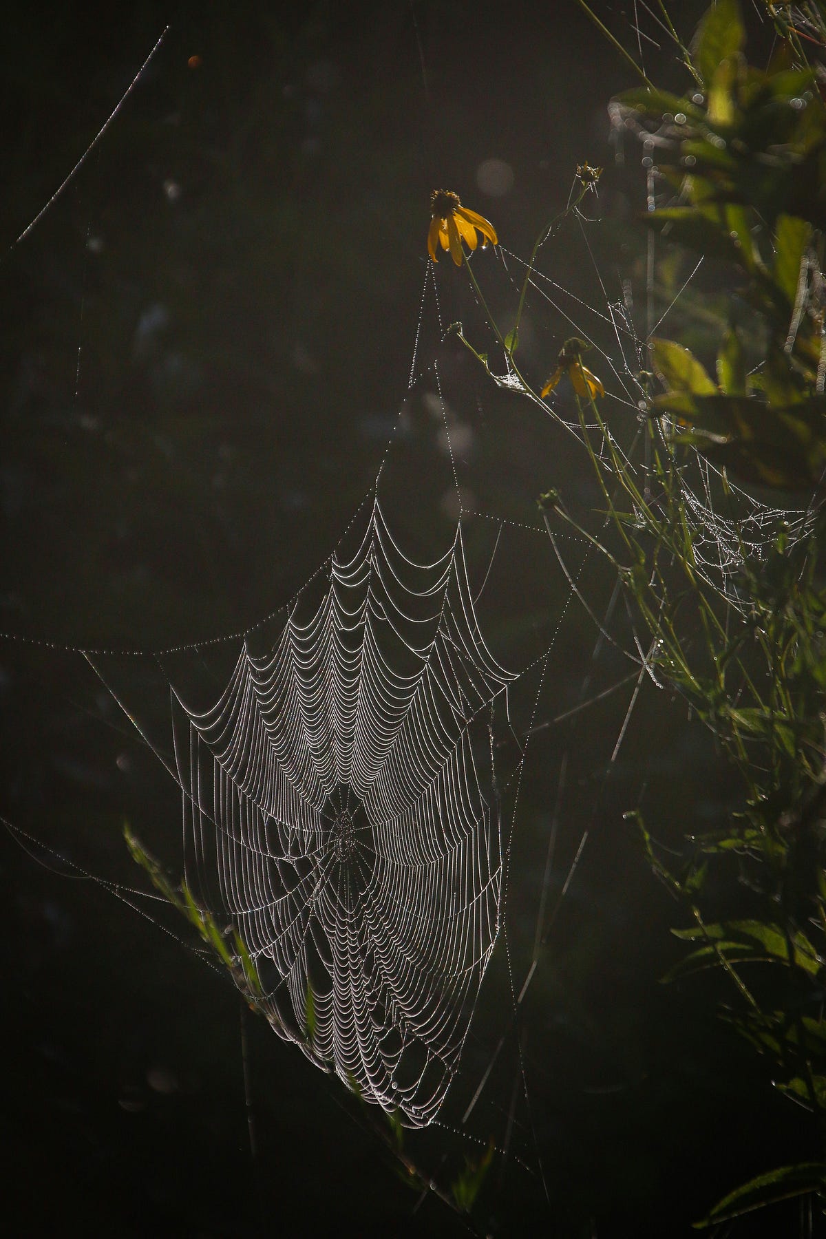 Breath, Mist, and Meaning: My Rule of Life Under Hevel | by Don Jones ...