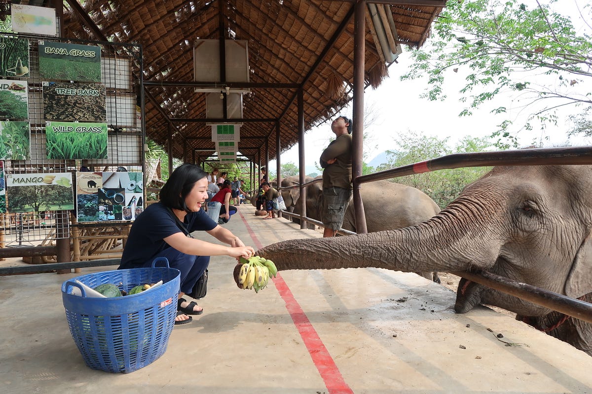 大象世界ElephantsWorld. 2018.03.19 22:39 | by Lee Jay | LeeJay329 | Medium