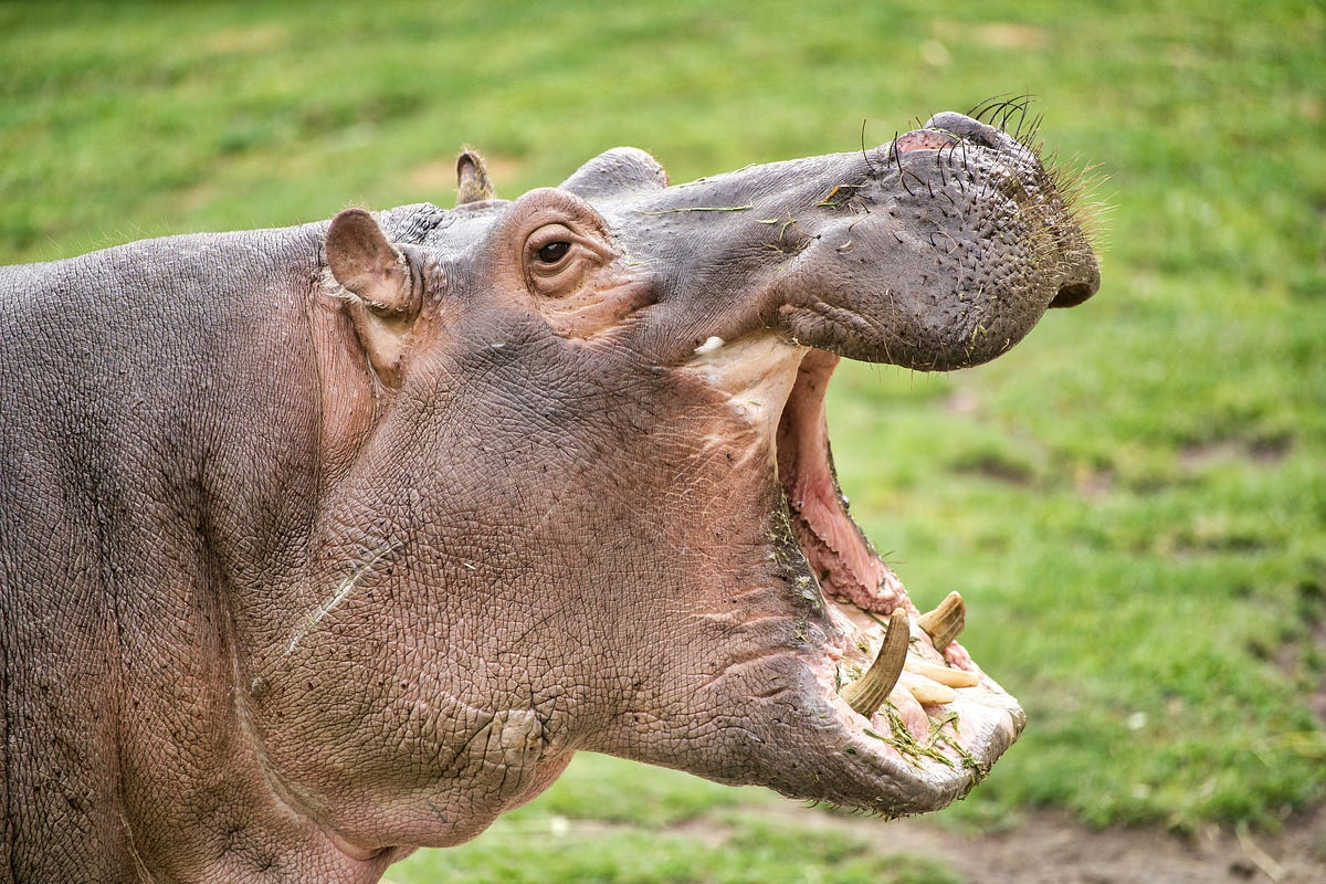 Hippo Bridge Crossing Tips: Wild Encounter in Indonesia | by Floyd ...