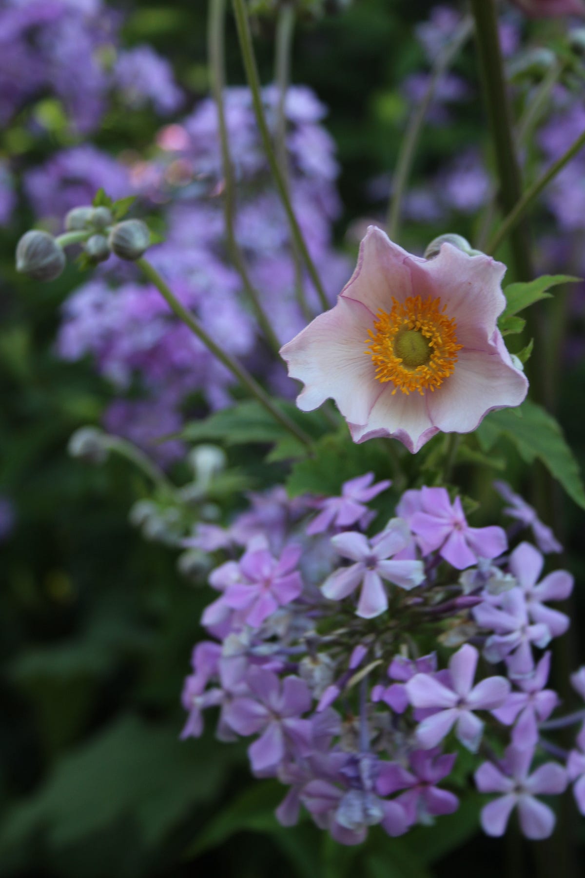 The Meaning of Flowers. For Parkland | by Nicola Waldron | Medium