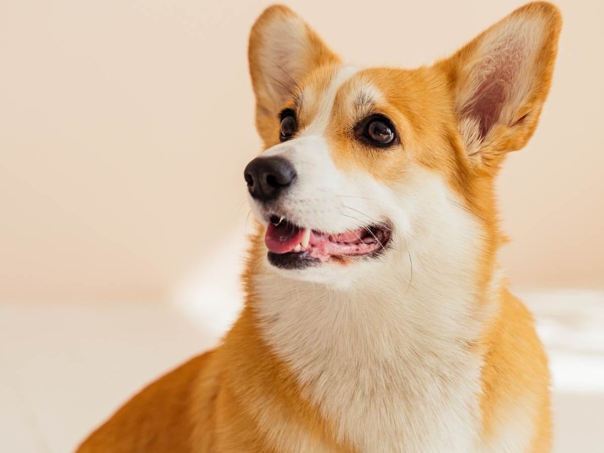 How To Train A Corgi (Tips For Dog Owners!) | by Smart Dog Zone | Medium