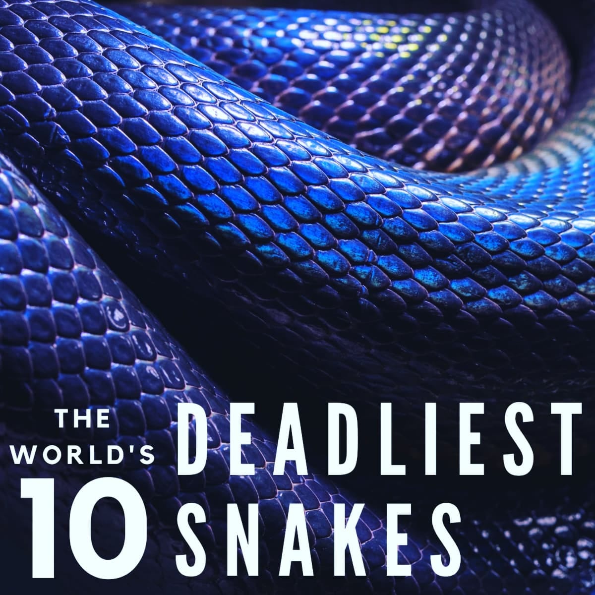 Top 10 most dangerous snakes in world - Raja GOAT - Medium
