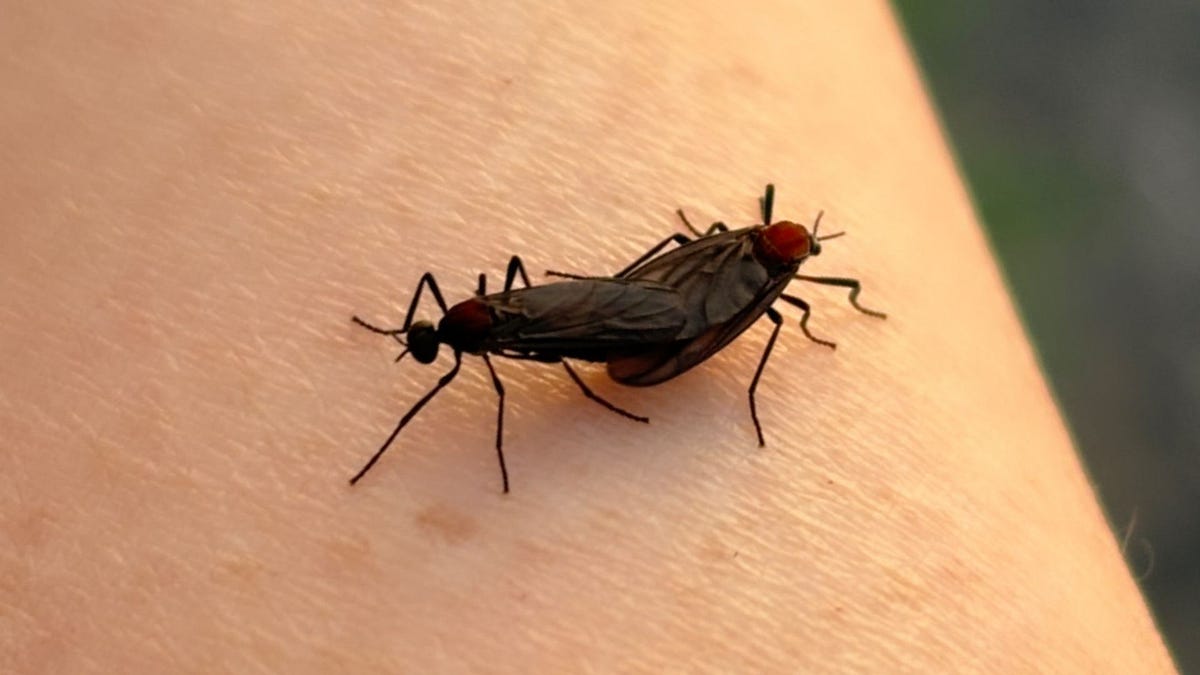 Lovebugs: The Strong Girl Bugs | Bettina Lee | The Daily Cuppa