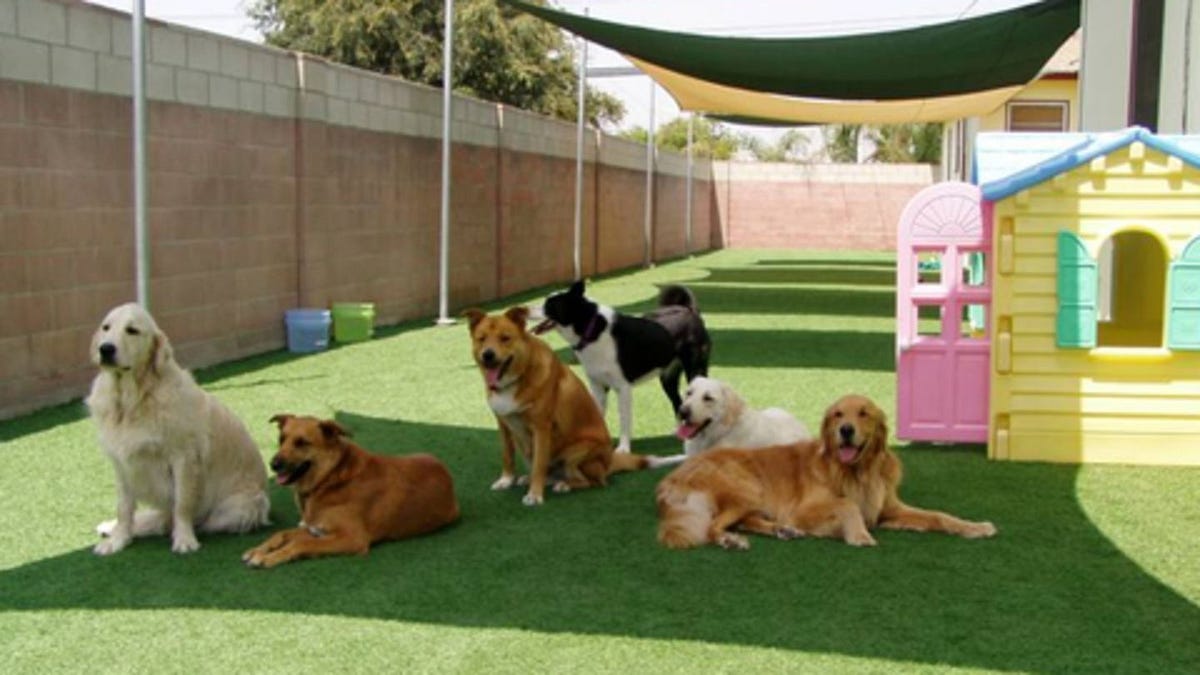 What Is Pet Boarding?. Let us first understand the term pet… | by ...