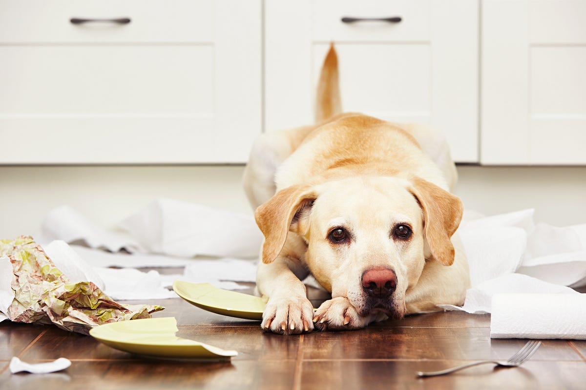 Home alone: 7 tips for keeping your dog happy on its own | by Adaptil ...