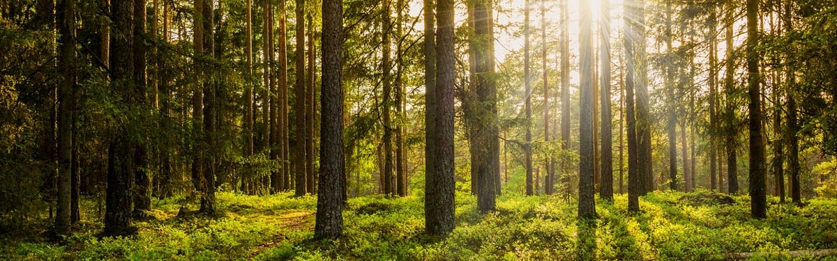 Isolation Forest for Anomaly Detection | by Sena Ozgunay | Medium