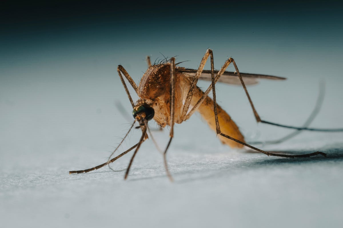 The Anatomy of a Bite: What Happens When Mosquitoes Attack in Dallas ...