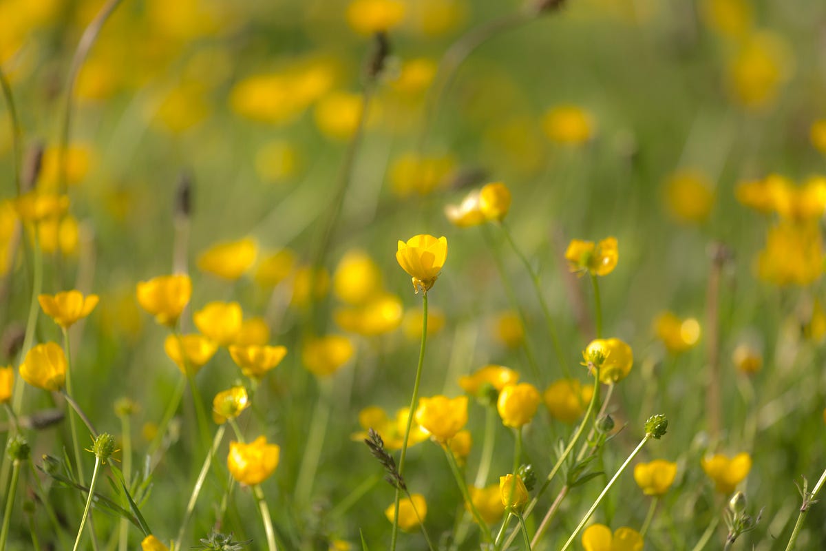 Buttercups. A poem | by Caroline Mellor | Medium