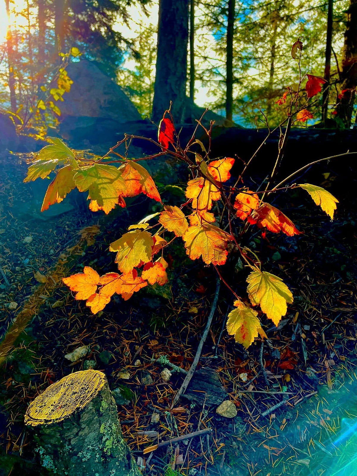 Flush with Rooted Leaves… - Courage to BE - Medium
