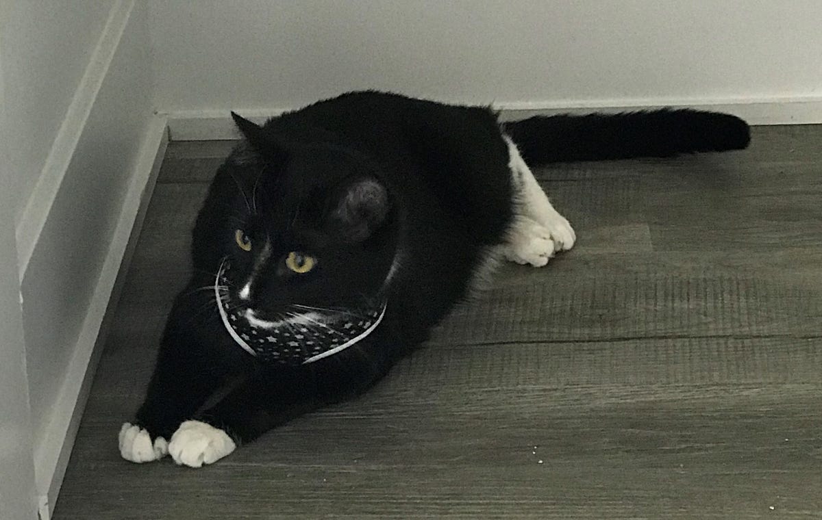 The Cats Take on the DOJ. Topic: Is the DOJ a fundamentally… | by ...