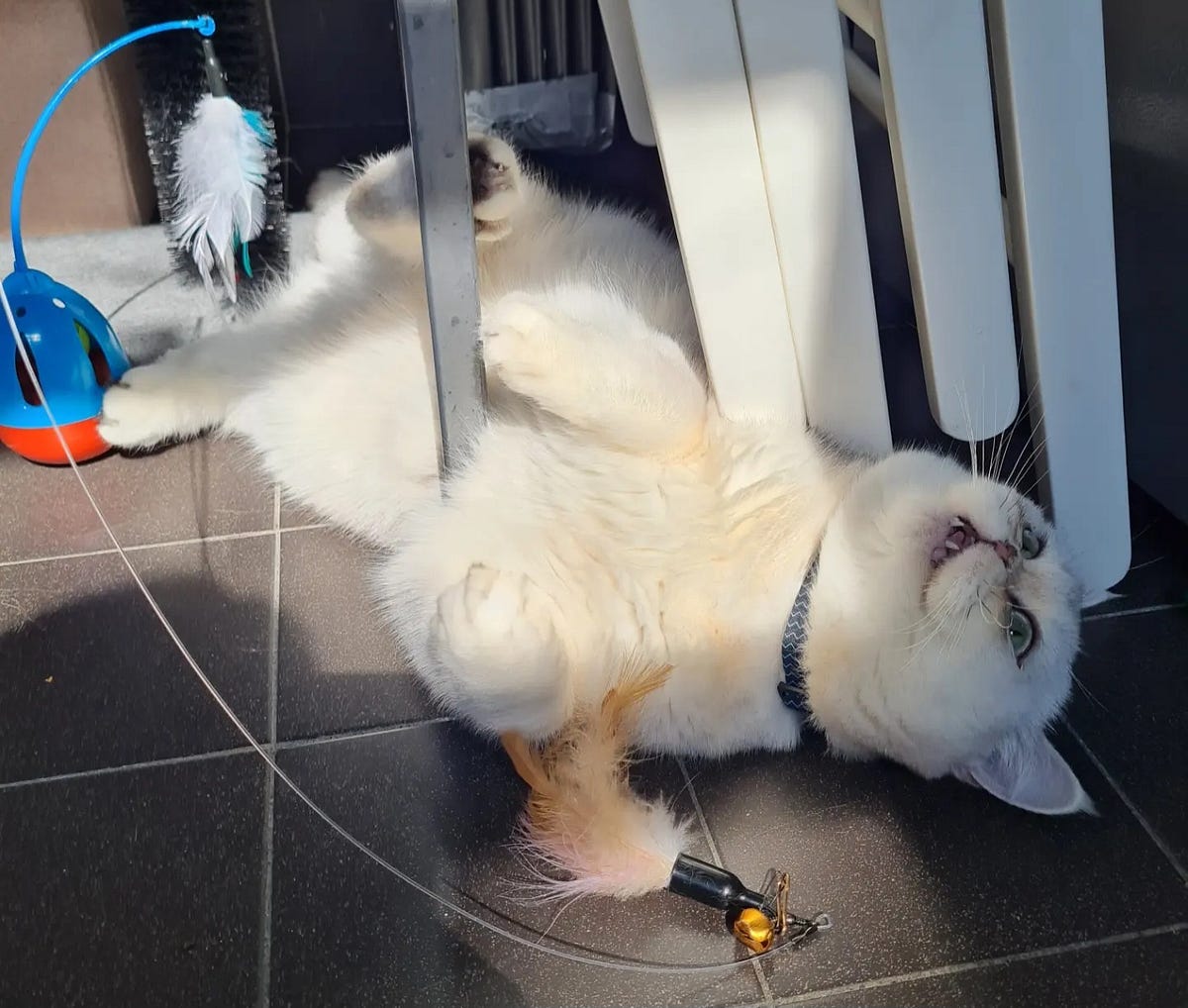 Is your indoor cat happy?. Cats are cute and funny animals, but is ...