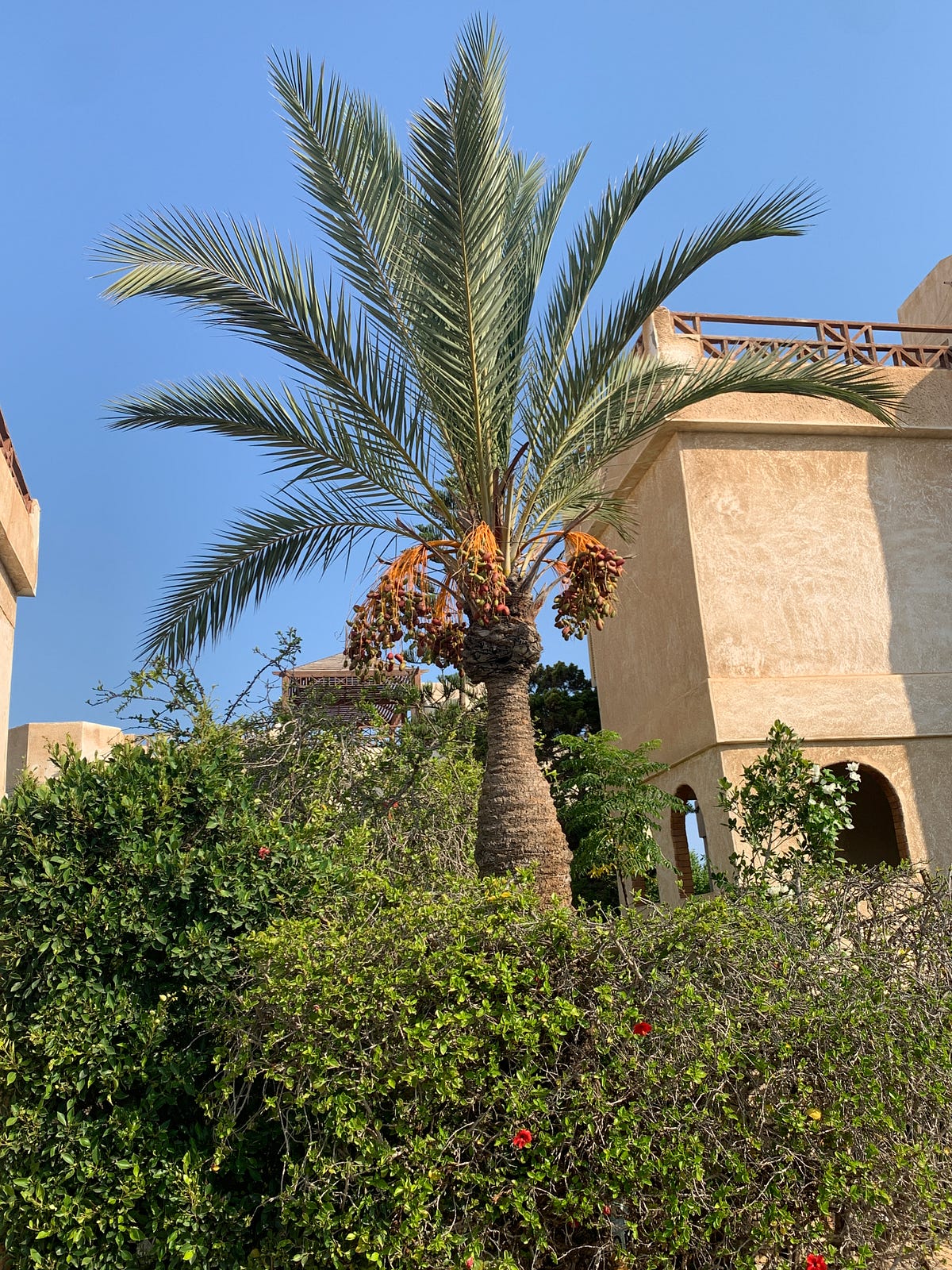 Are You a Palm Tree Christian?. Palm trees are not just an emblem of ...