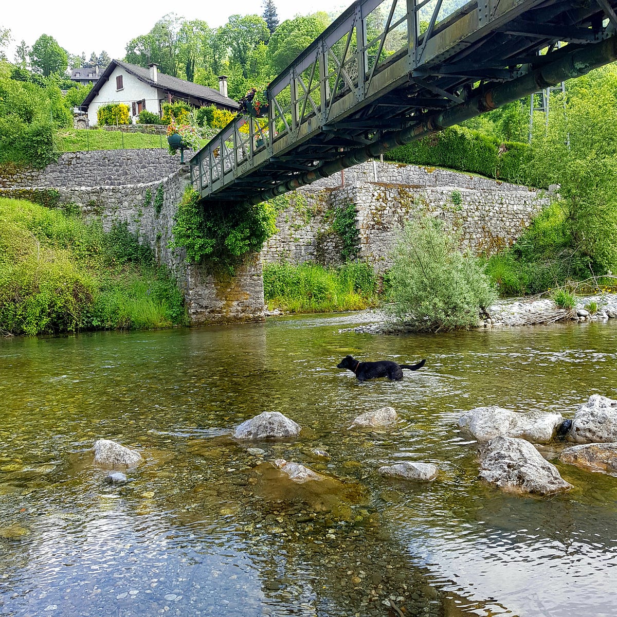 Down by the river.. Rumo bounds down the riverbank before… | by ...
