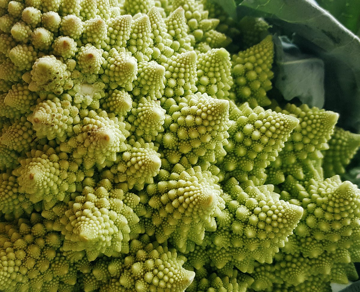 Life’s Universal Patterns. How fractals are the building blocks of ...