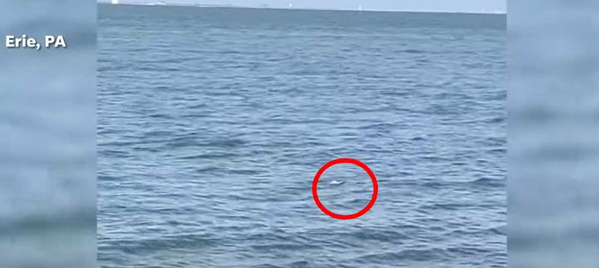 Alligator Spotted in Lake Erie Prompts Search Effort in Pennsylvania ...