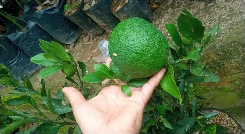 Bibit Jeruk Dekopon Brbuah Magetan | by Marlino Kemuning | Medium