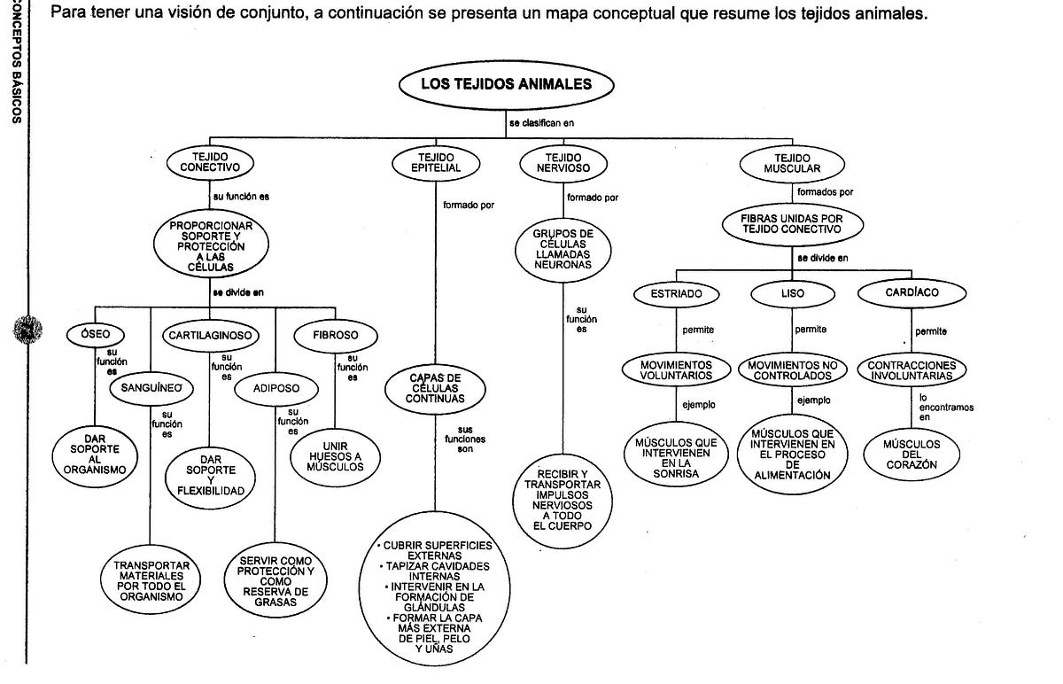 Tejido animal. Los animales están constituidos por… | by Stephanie ...
