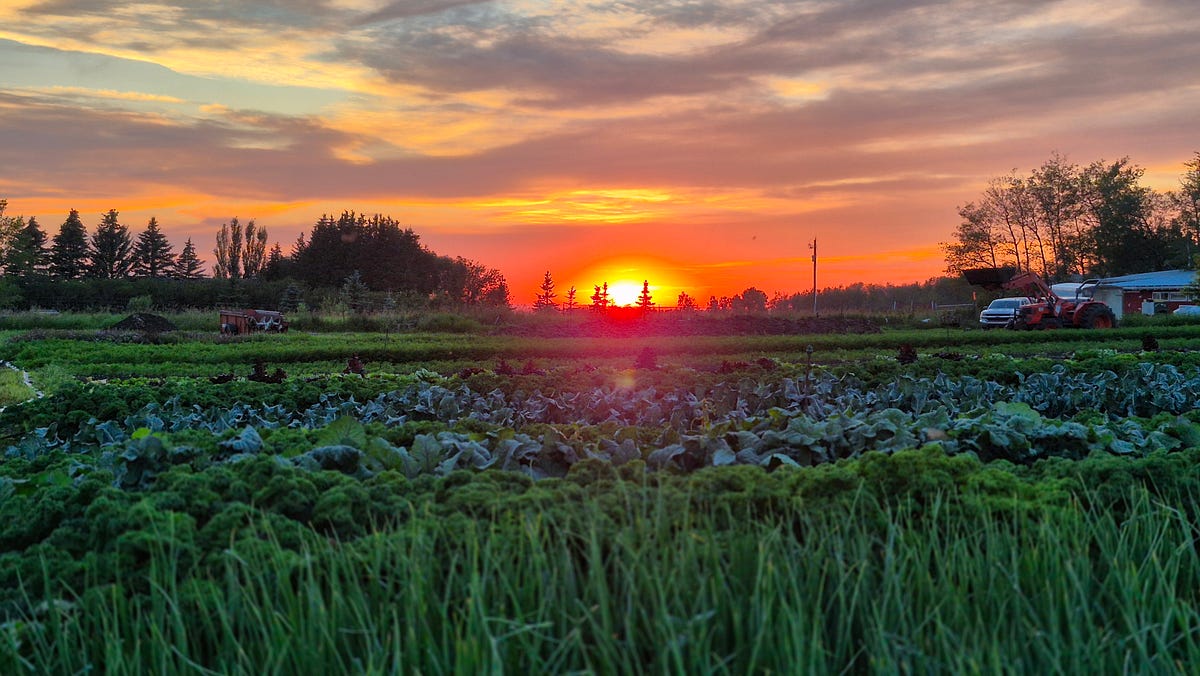 The Local Food Movement Has a Secret Problem | by Mike Kozlowski | Aug ...
