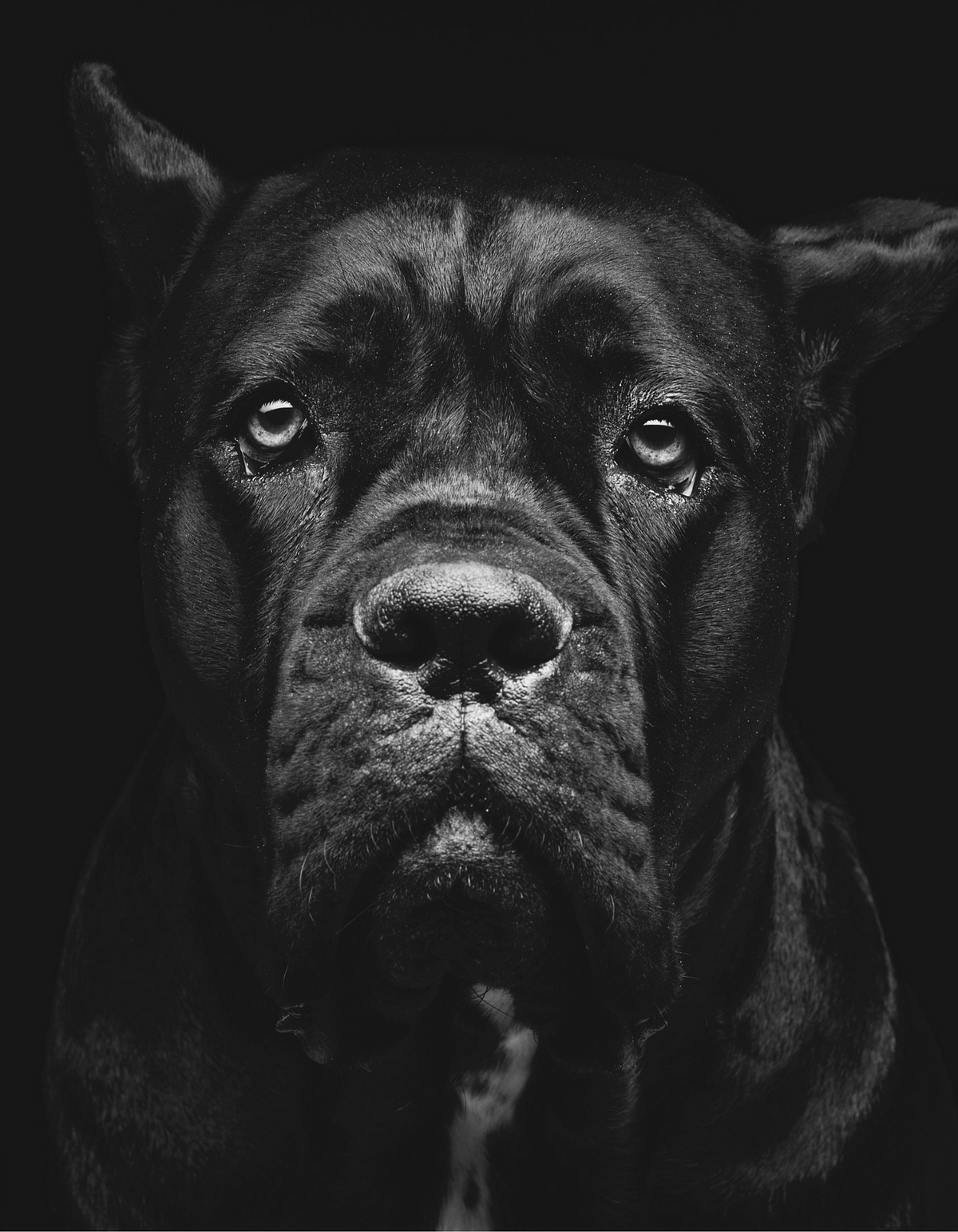 Two Great Italian Guard Dogs. The Cane Corso and Neapolitan Mastiff ...