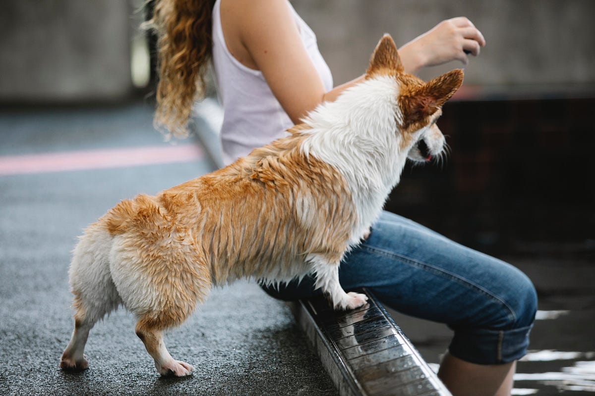Transform Your Dog’s Behavior with This Revolutionary Training Method ...