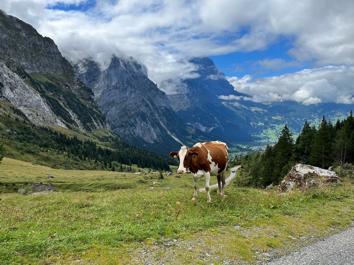 How to supercharge your budget with Google Sheets, Python, and SQL | by ...