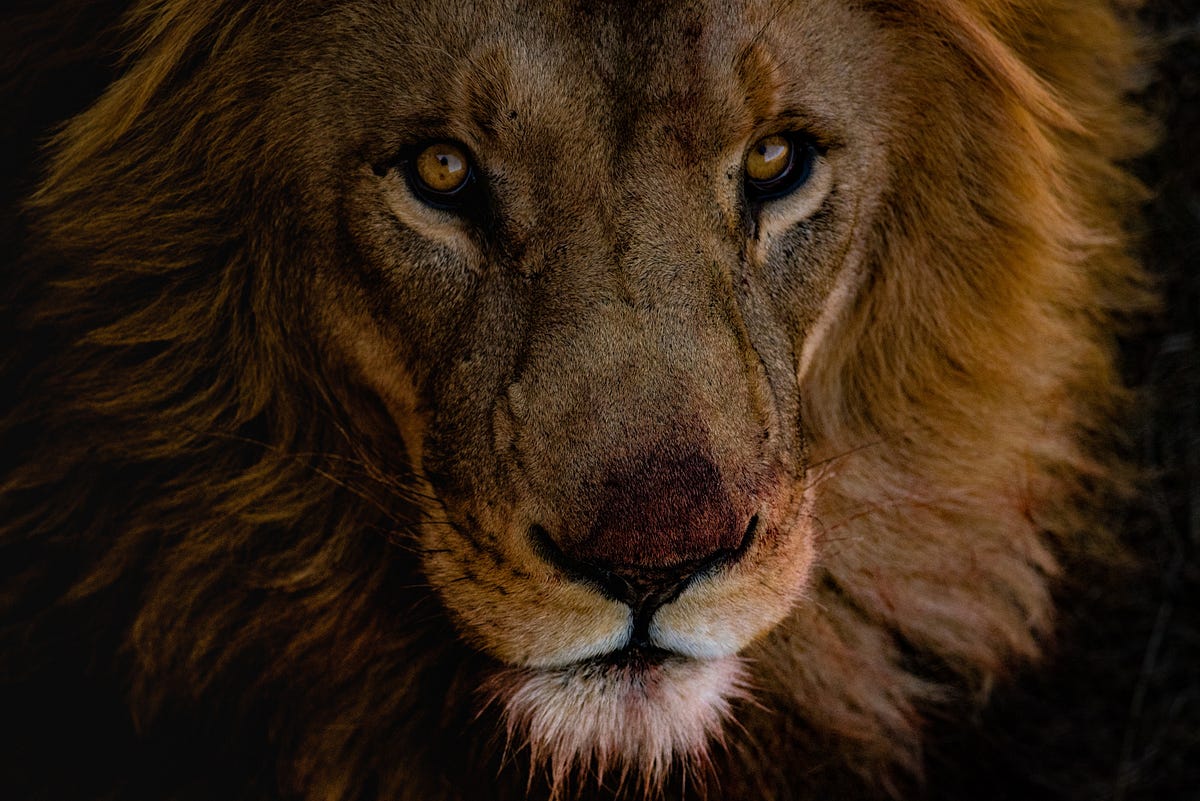 Sheer Ferocity. A Look at The Combat Attitude | by Michael Elefthería ...