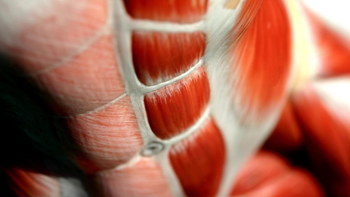 Build an Unbreakable Back (Part 1) | by Craig Van | Medium