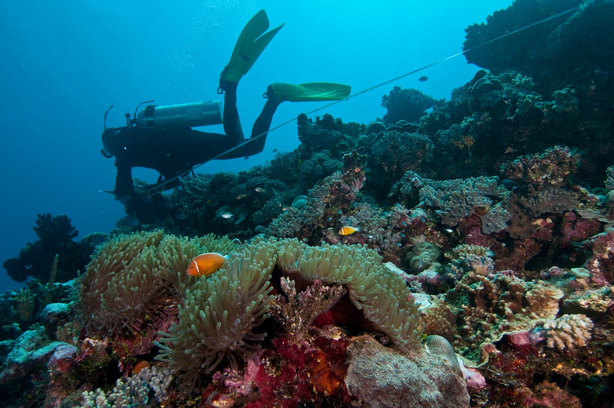 Mapping Human Dependence on Marine Ecosystems | by Wildlife ...