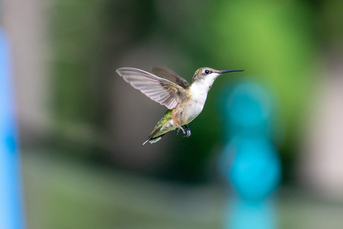 Haiku: the flitting of wings. Haiku: | by Lorie Driscoll | Wave Hi to ...