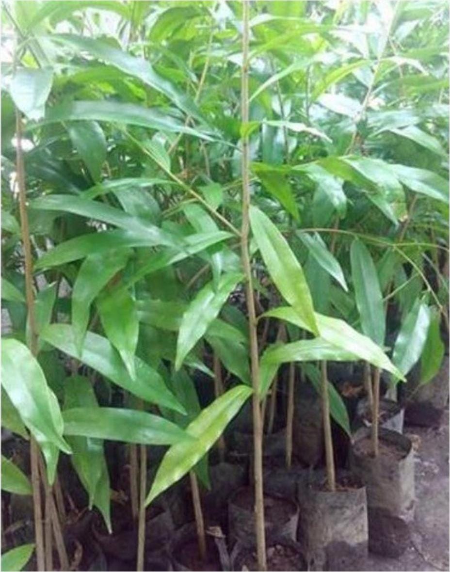 Bibit Tanaman Kayu Gaharu Gahru Unggul Dan Super Majalengka | by ...