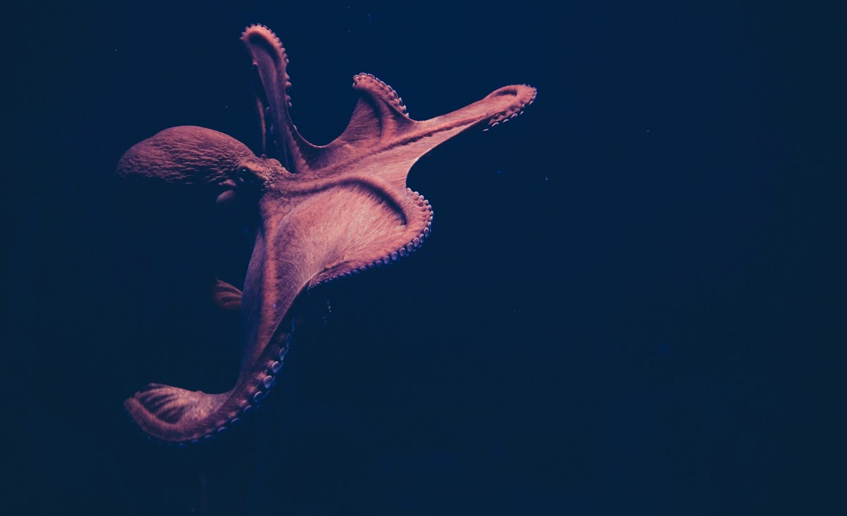 What has 8 arms, 3 hearts and no bones? | by Stefani Giacomelli | Medium
