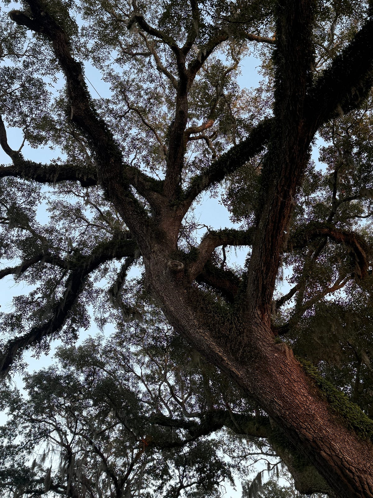 Have We Lost the Connection? The Link Between Nature and Health | by ...
