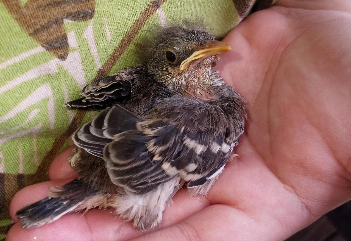 The Mockingbird Chronicles — 2. An Adorable Addition to the Family | by Selina Miyasia | Medium